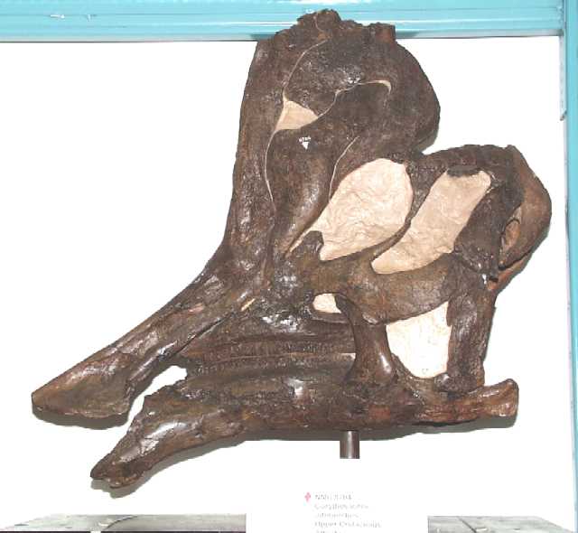 Corythosaurus casuarius Brown, 1914