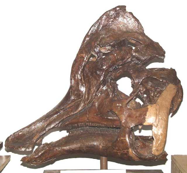 Corythosaurus casuarius Brown, 1914