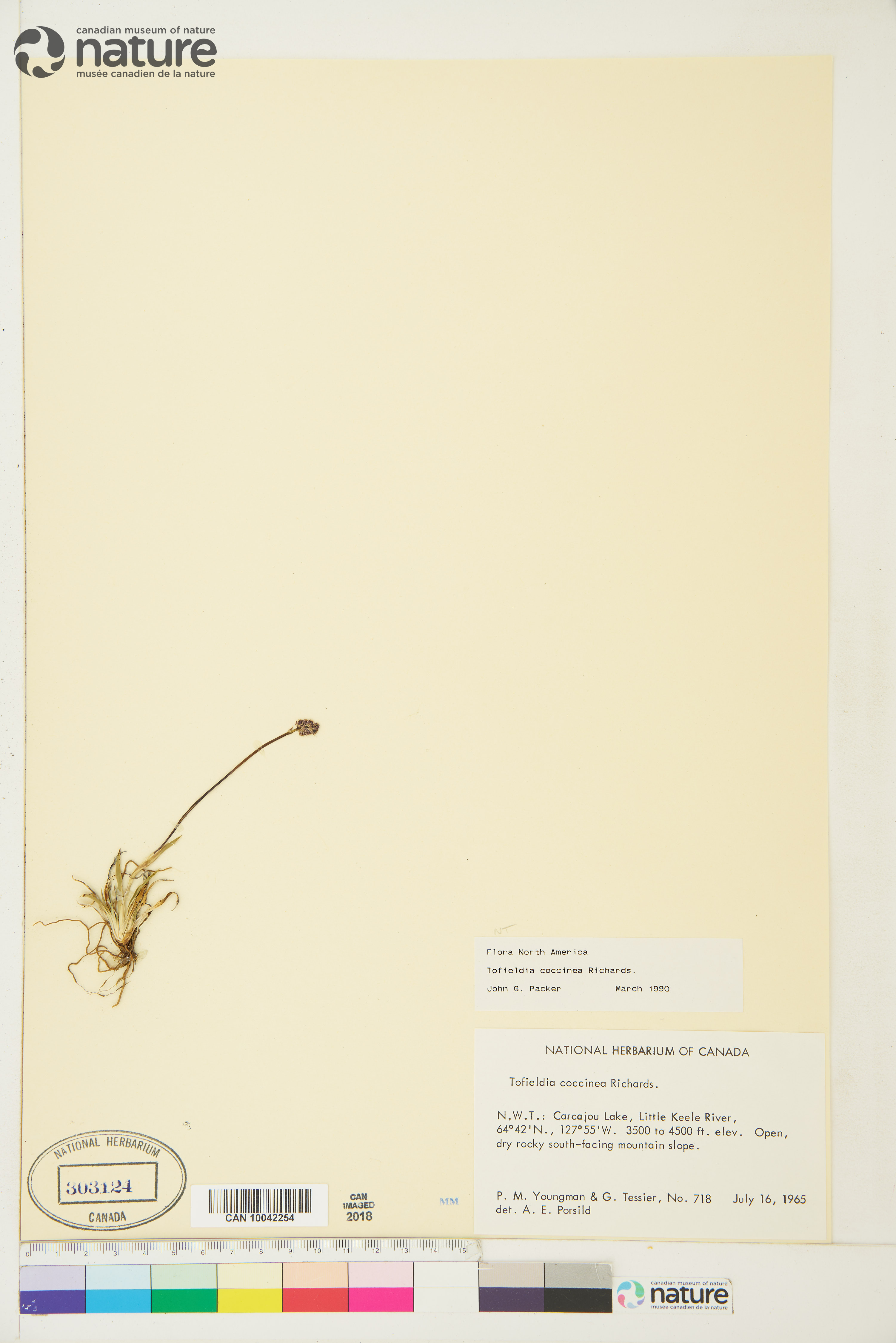 SEINet - AZ/NM Node - Tofieldia
