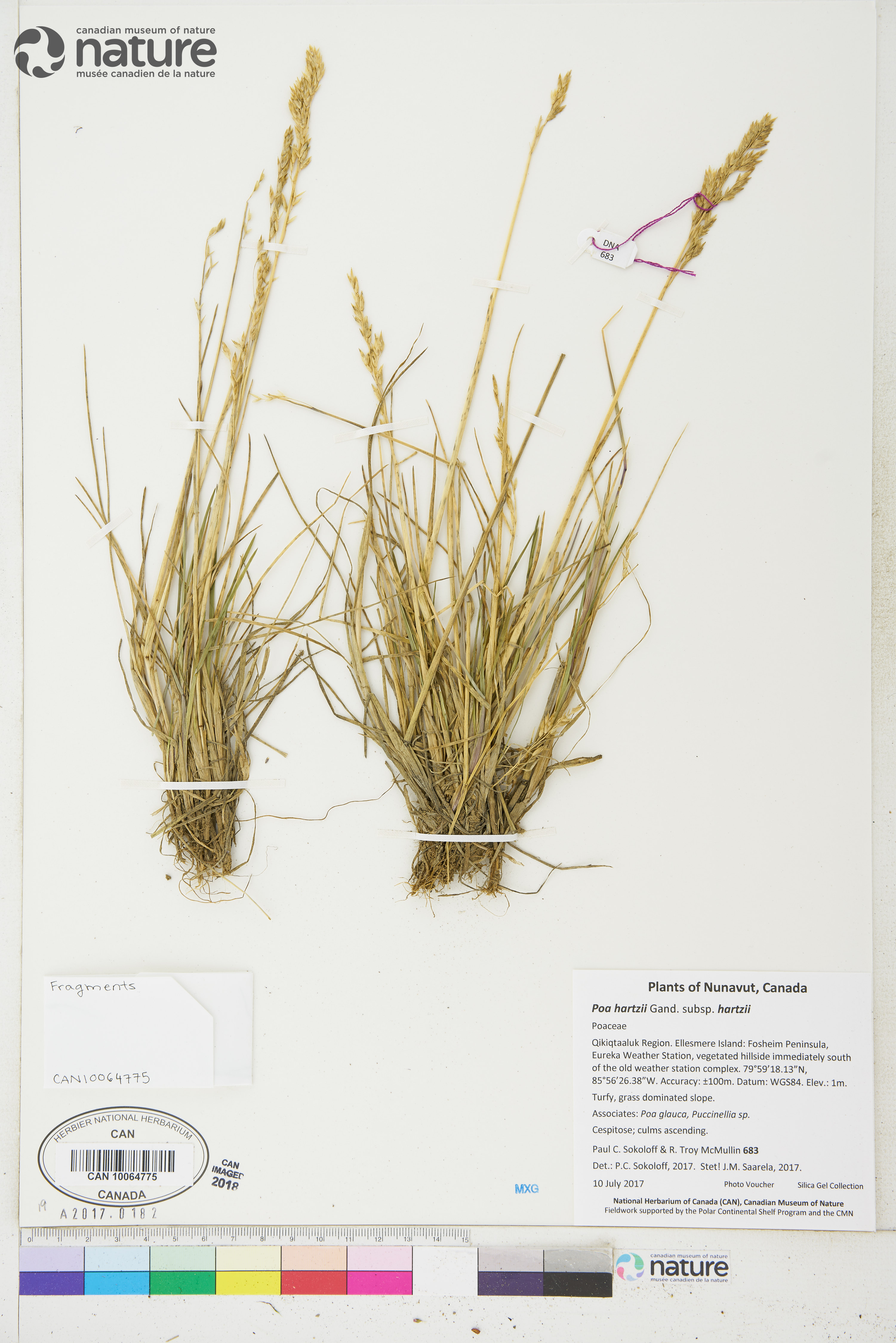 Poa abbreviata R.Br.