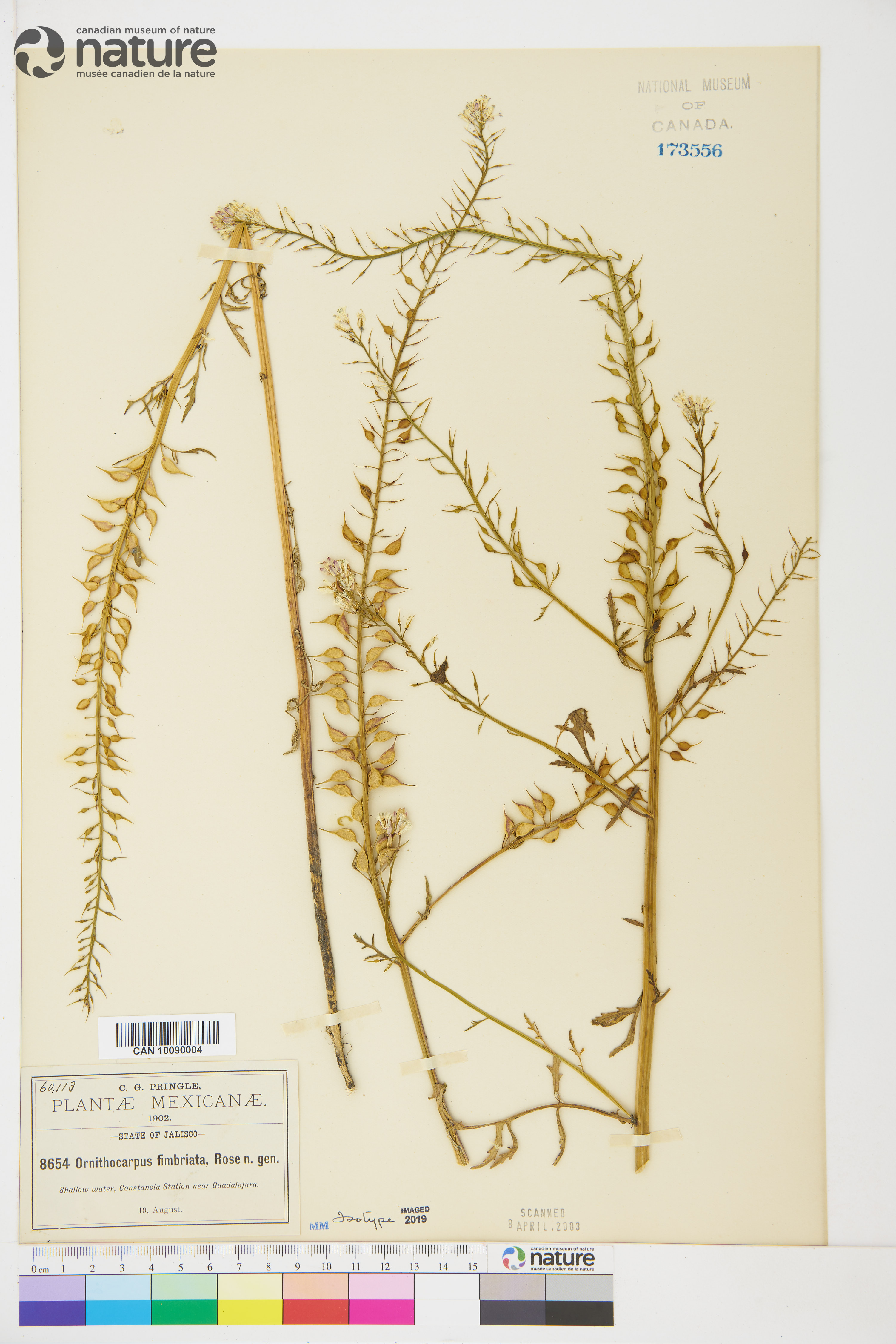 Ornithocarpa Rose