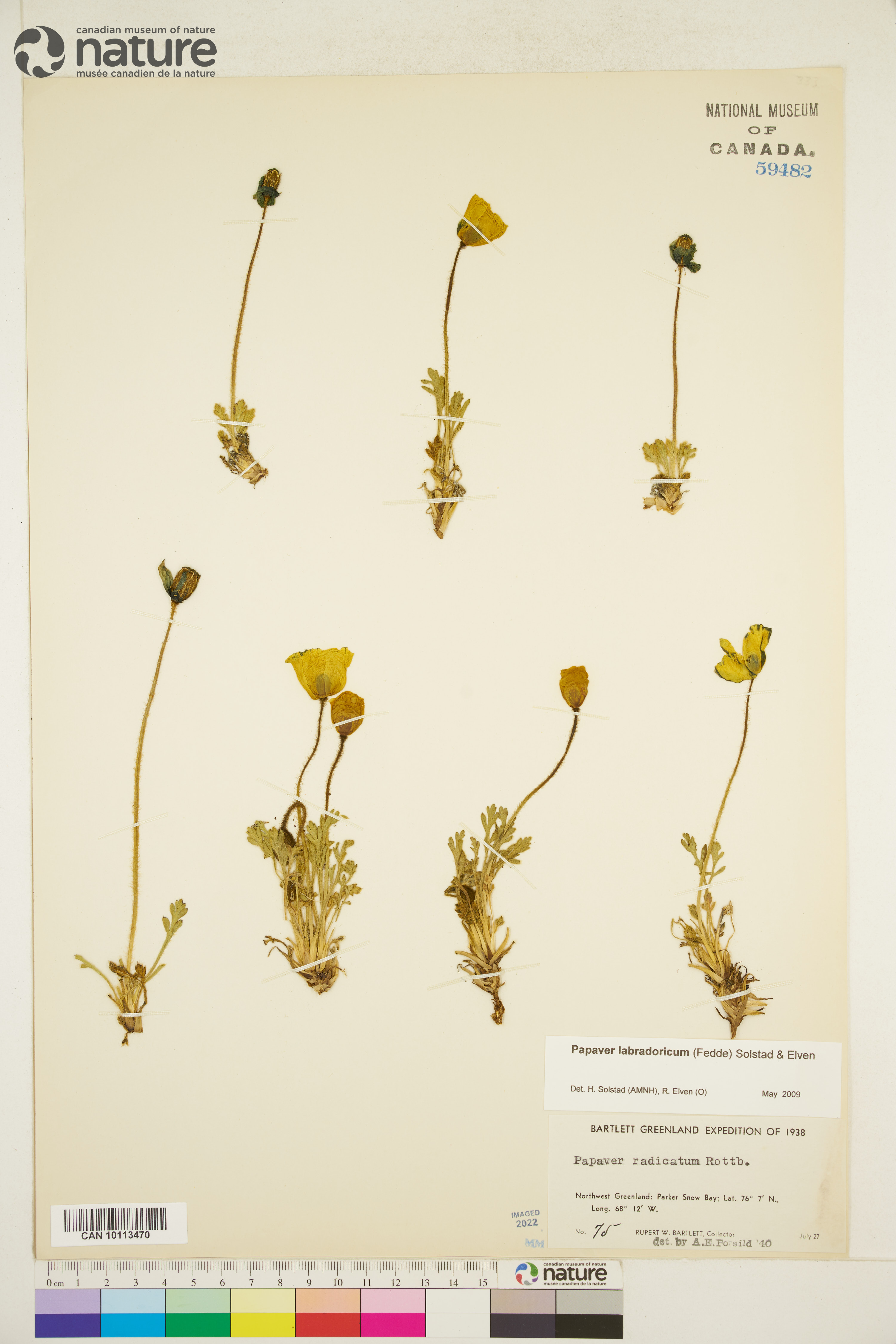 SEINet - AZ/NM Node - Papaver radicatum subsp. radicatum