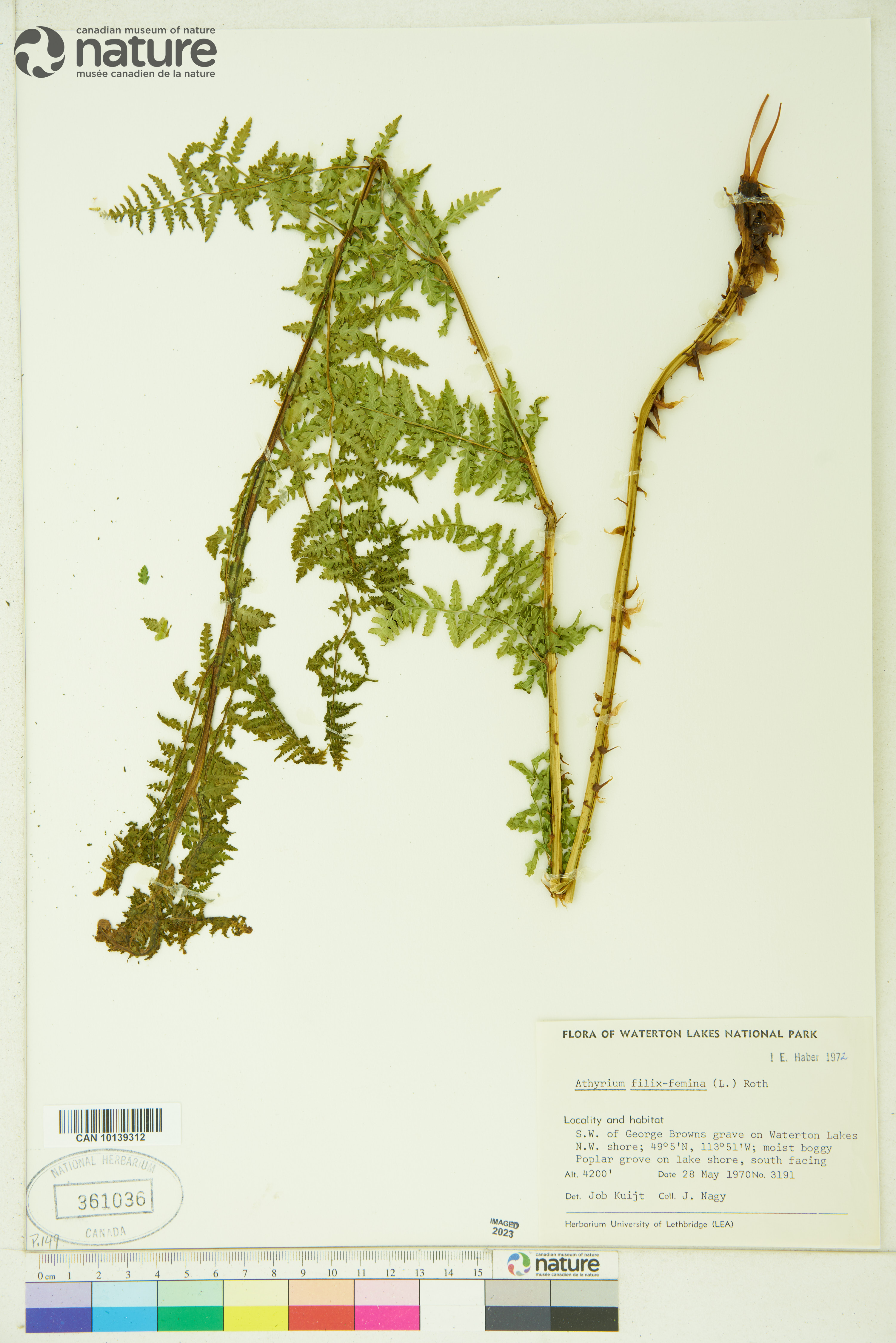 SEINet - AZ/NM Node - Athyrium asplenioides var. cyclosorum