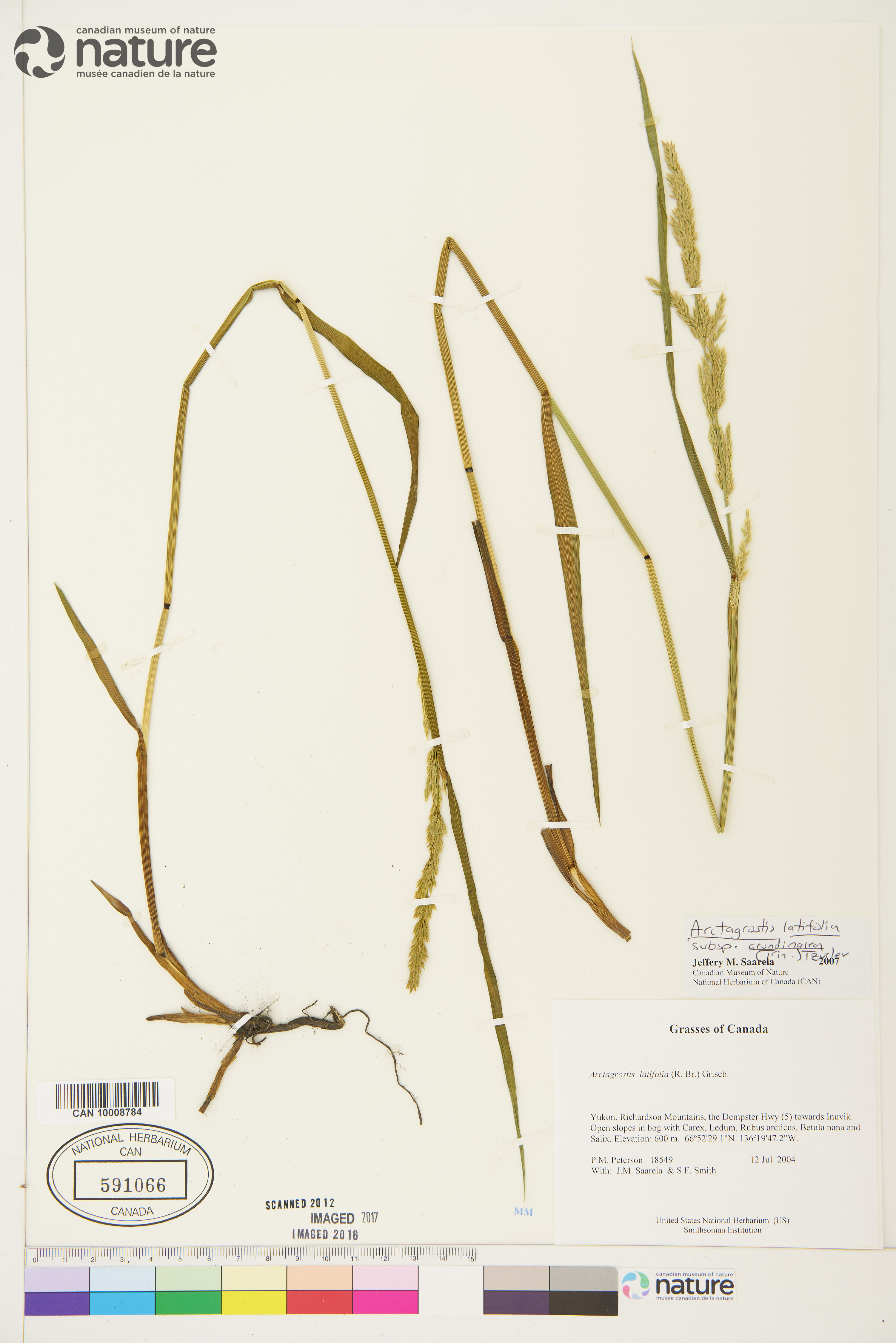 Arctagrostis latifolia subsp. arundinacea (Trin.) Tzvelev